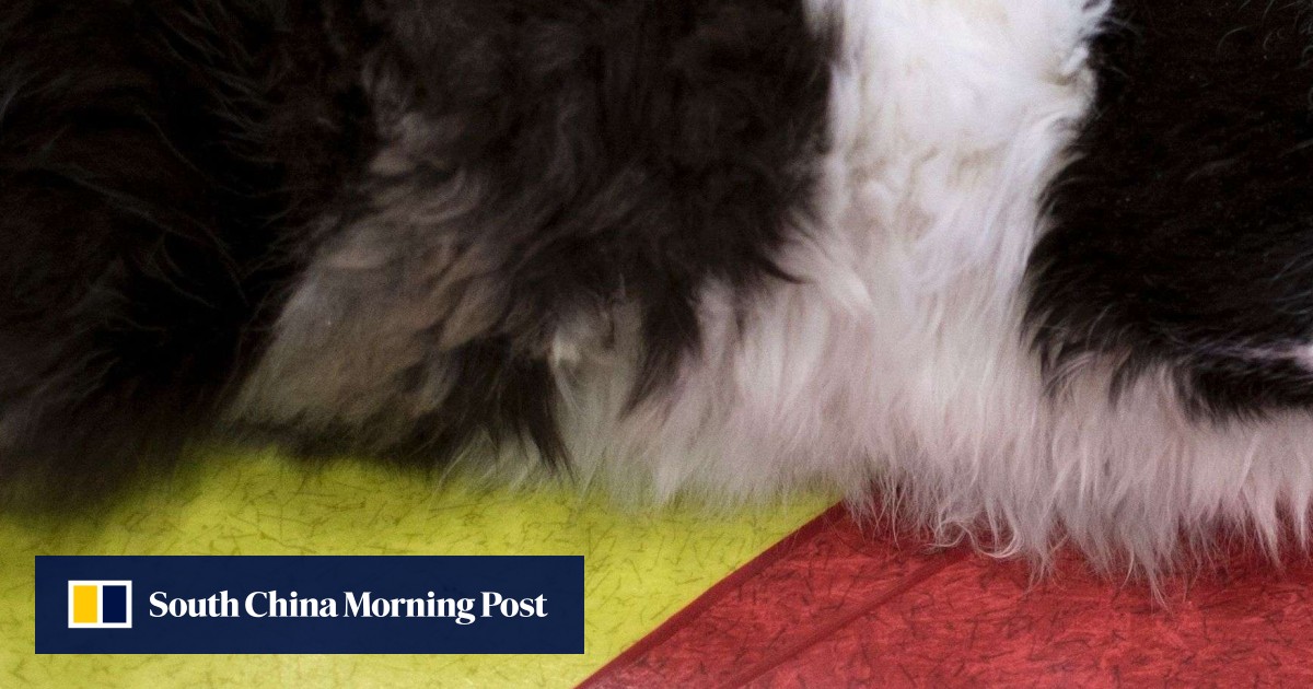 Bulgaria makes technological leap with bionic paws for stray cats ...