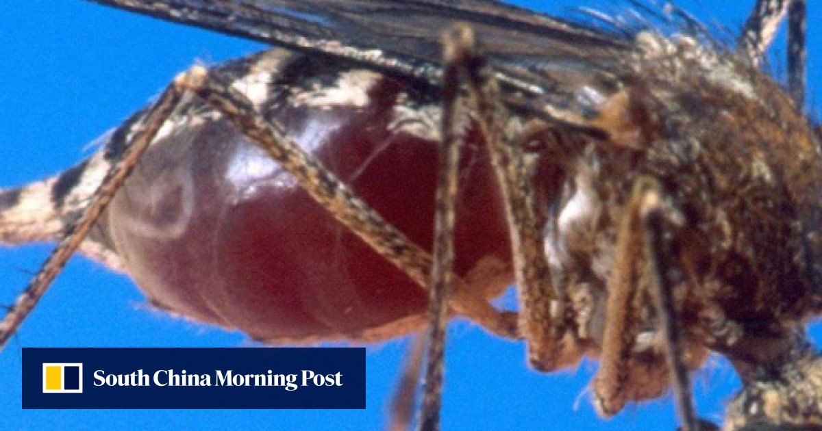 Malaria superbugs threaten global disease control | South China Morning ...
