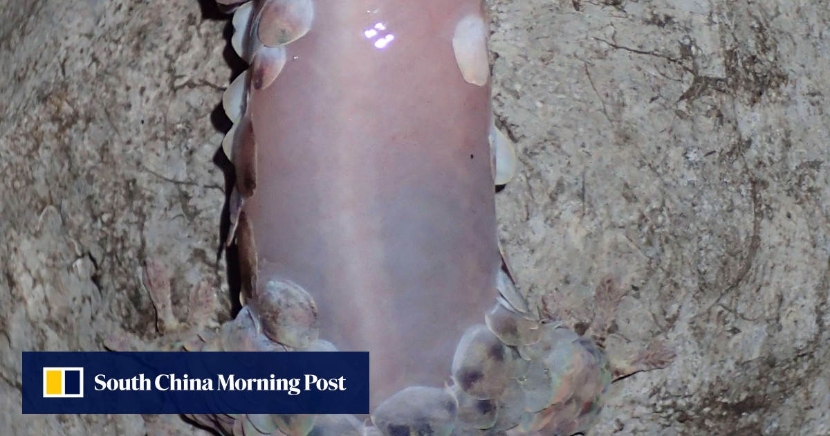 Newly discovered gecko has a disgusting escape trick: it peels off its ...