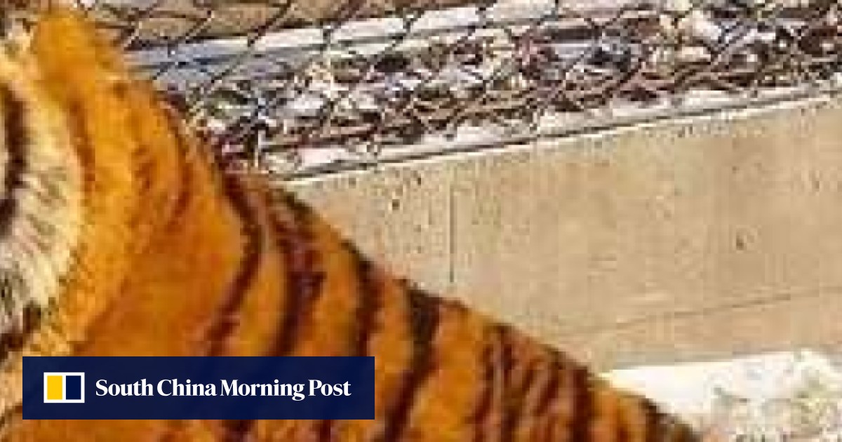 Update | ‘Obese’ Siberian tigers in China zoo raise giggles but also ...