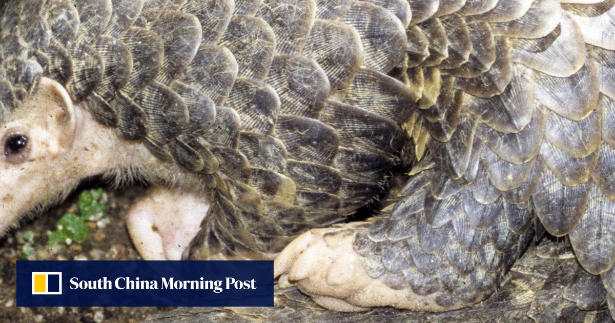 Probe launched into latest case of man boasting about ‘delicious ...