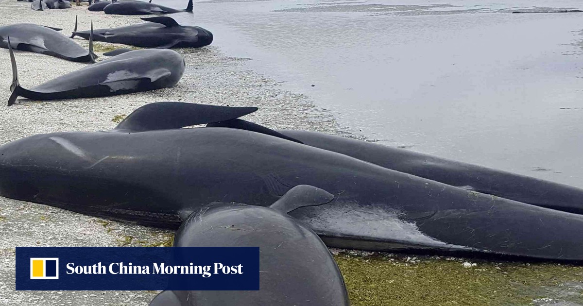 New Zealand warns of exploding whale carcasses after mass stranding at ...