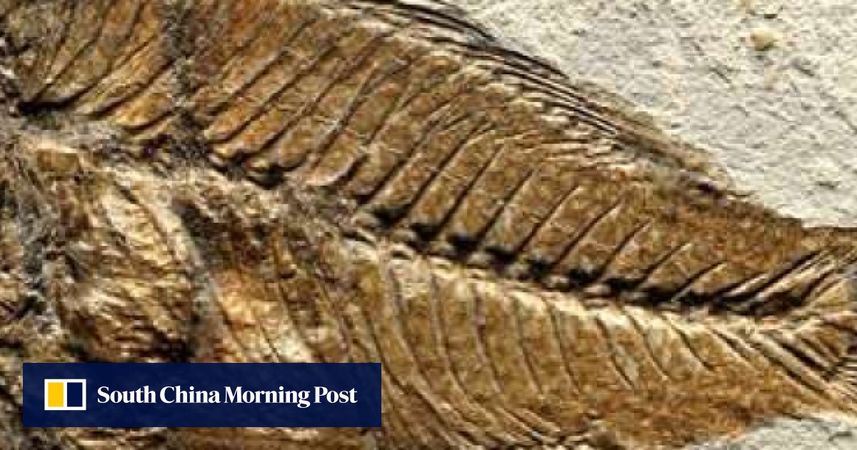 Fossils show quick rebound of life after ancient mass extinction ...