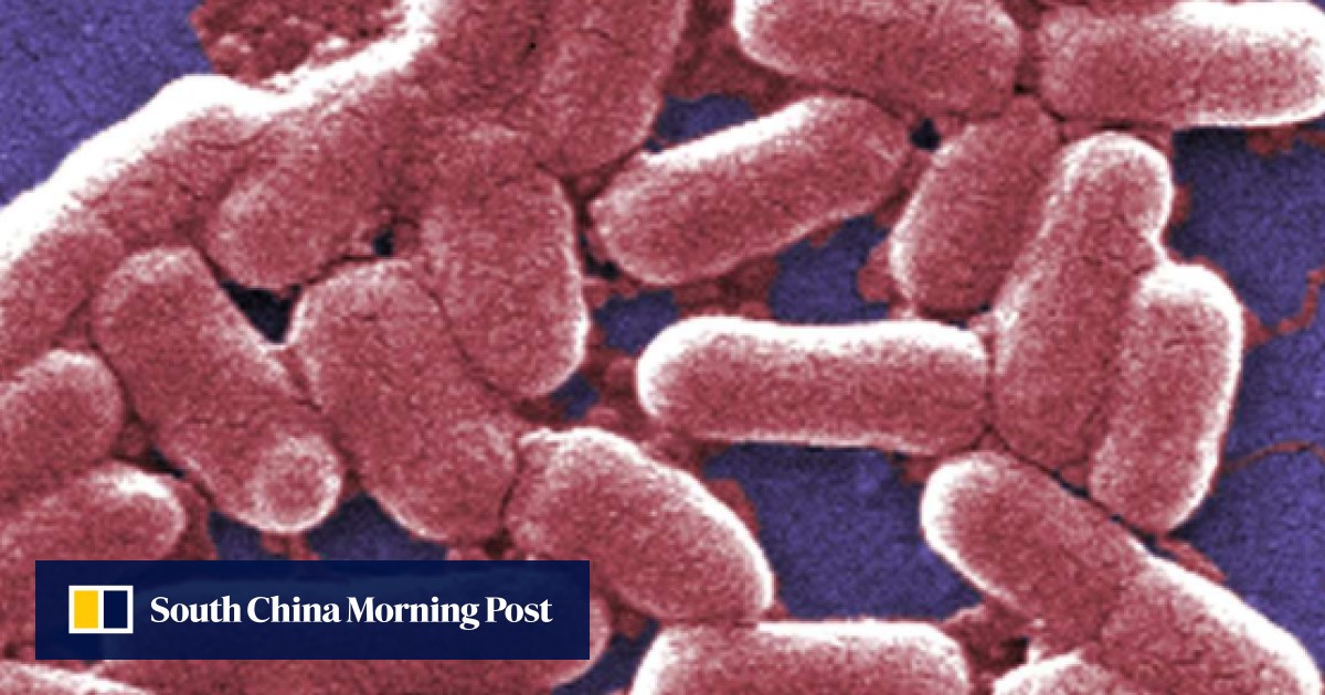 Superbugs rampant in China’s poultry products, study shows | South ...