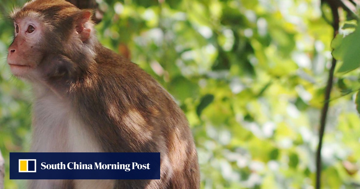 Discovery of ‘invasive species gene’ prompts Japanese zoo to cull 57 ...