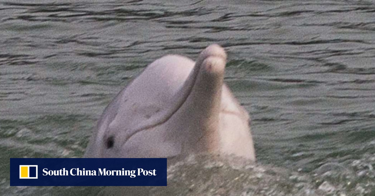Extinction threat faced by pink dolphins in waters around Hong Kong far ...