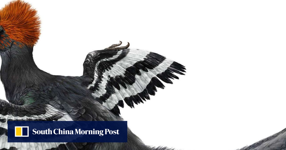 New look at fossils from northern China may show evolution of dinosaurs ...