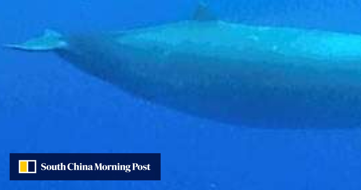 Oceanic enigma: one of the world’s rarest whales is filmed underwater ...