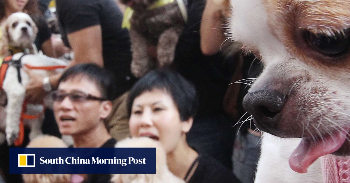 Reviving dormant dog ban on estates in Hong Kong is cruel | South China ...