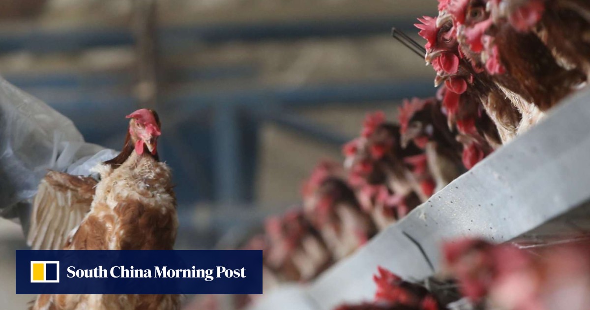 China bird flu death toll rises to 161 for winter, in worst outbreak ...