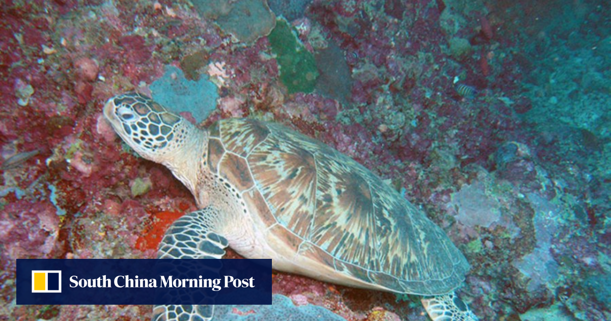 Struggles of Malaysia’s sea turtles | South China Morning Post