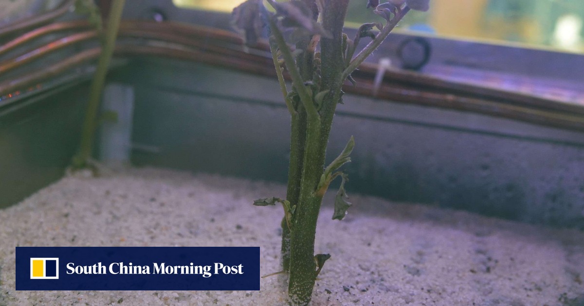 Scientists successfully grow potato in Mars-like laboratory conditions ...