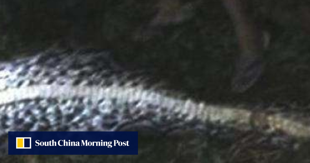 An Indonesian man disappears, and villagers find his body inside a ...