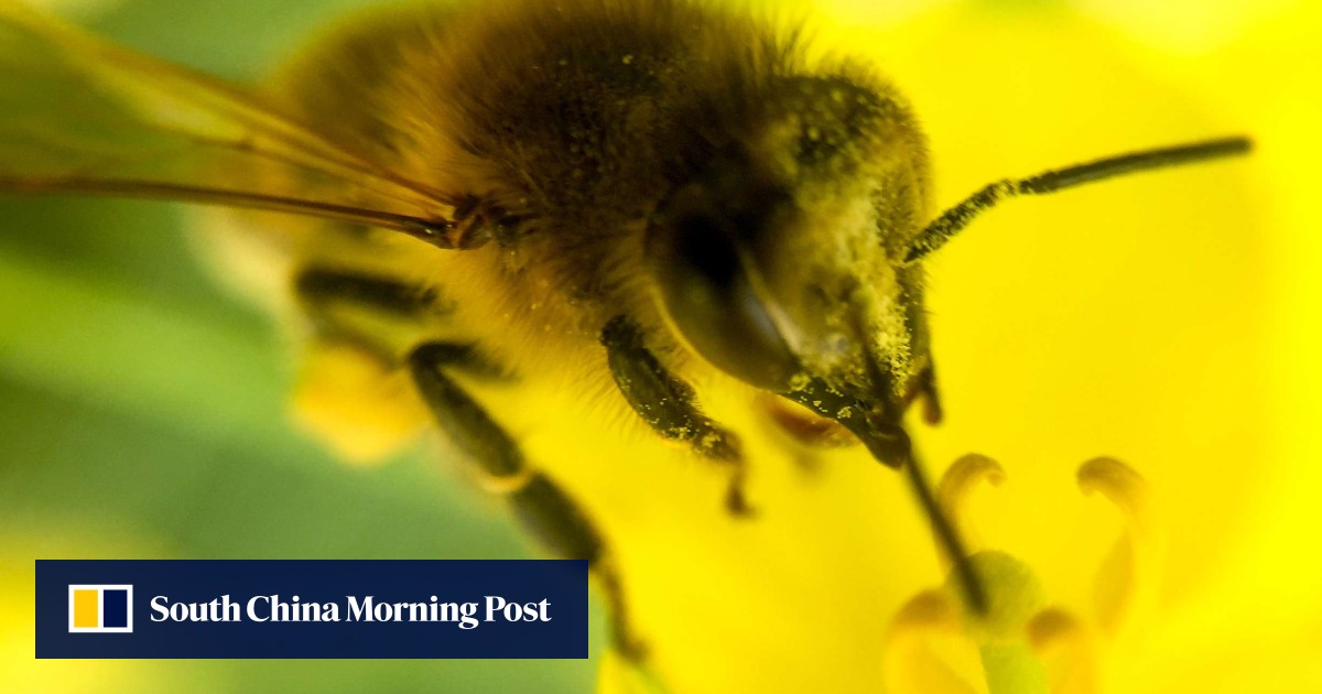 Why China’s Asian honeybees are losing out to their Western ...