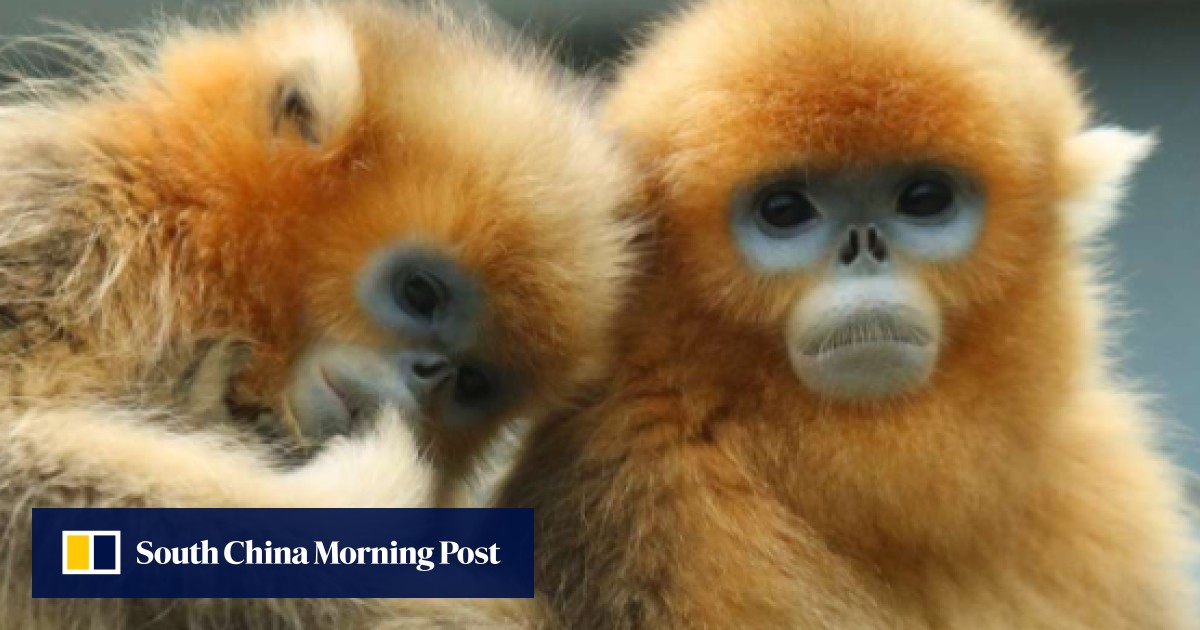 First ever birth for endangered Chinese monkey in Hong Kong | South ...
