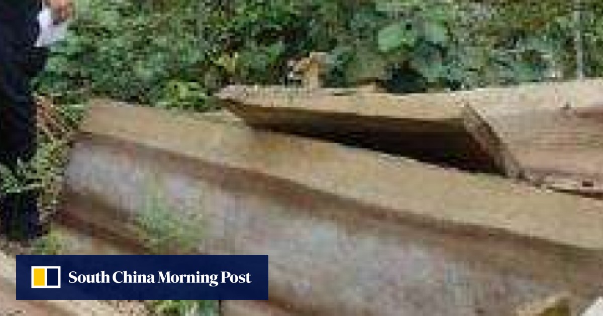 Chinese villagers cut down live endangered tree to make coffin to house ...