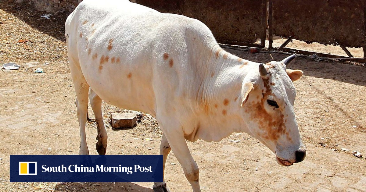 India plans to tag millions of cows to curb smuggling | South China ...