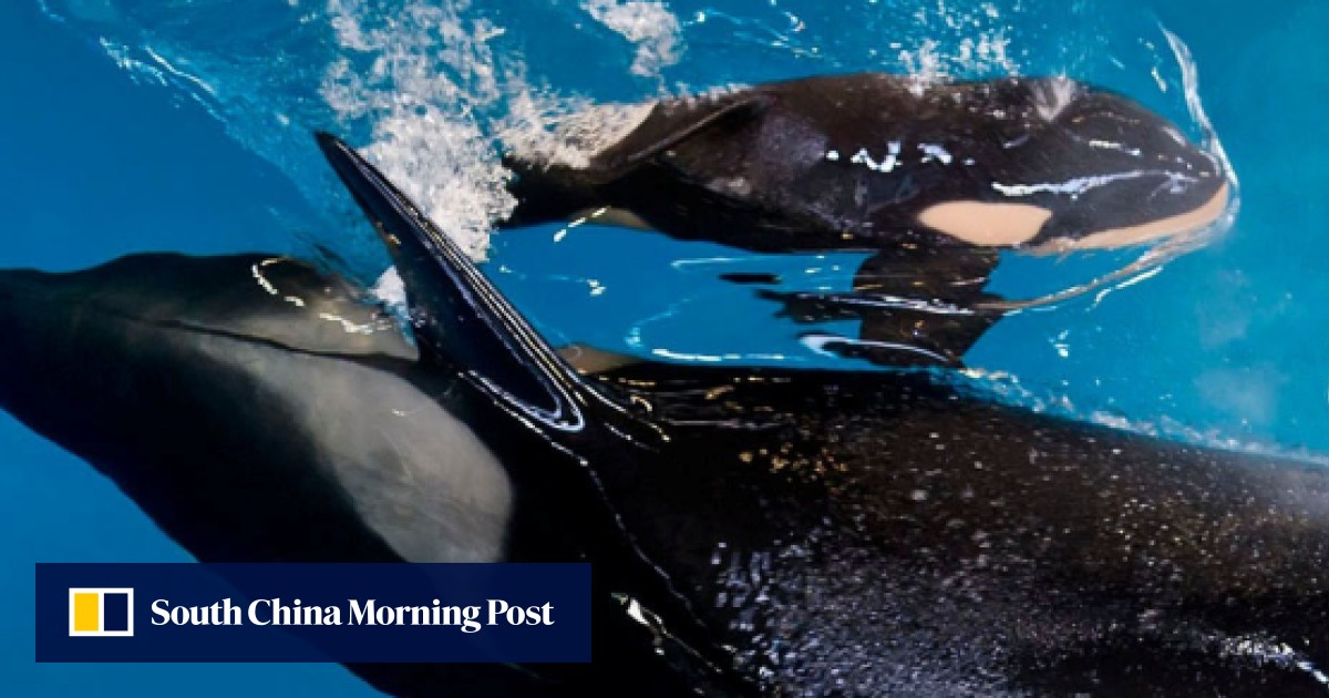Chinese marine park’s orca-breeding programme is indefensible | South ...