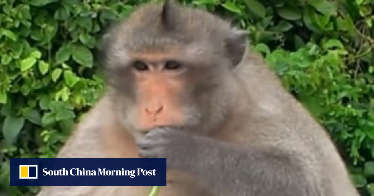 Meet ‘Uncle Fat’, the chunky monkey now on a crash diet after gorging ...