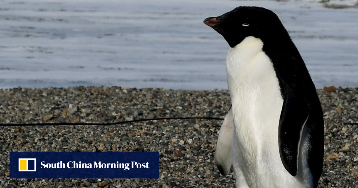 Antarctica turning green because of global warming | South China ...