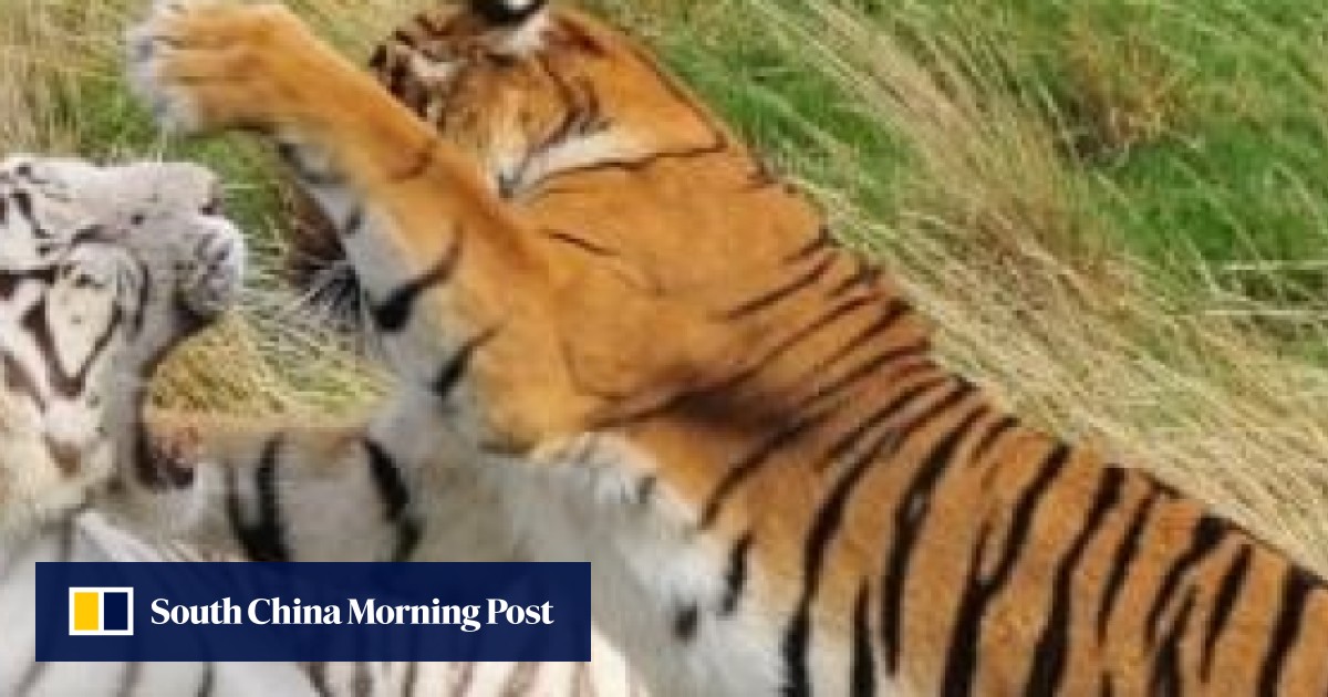 UK zookeeper is mauled to death by tiger in ‘freak accident’ | South ...