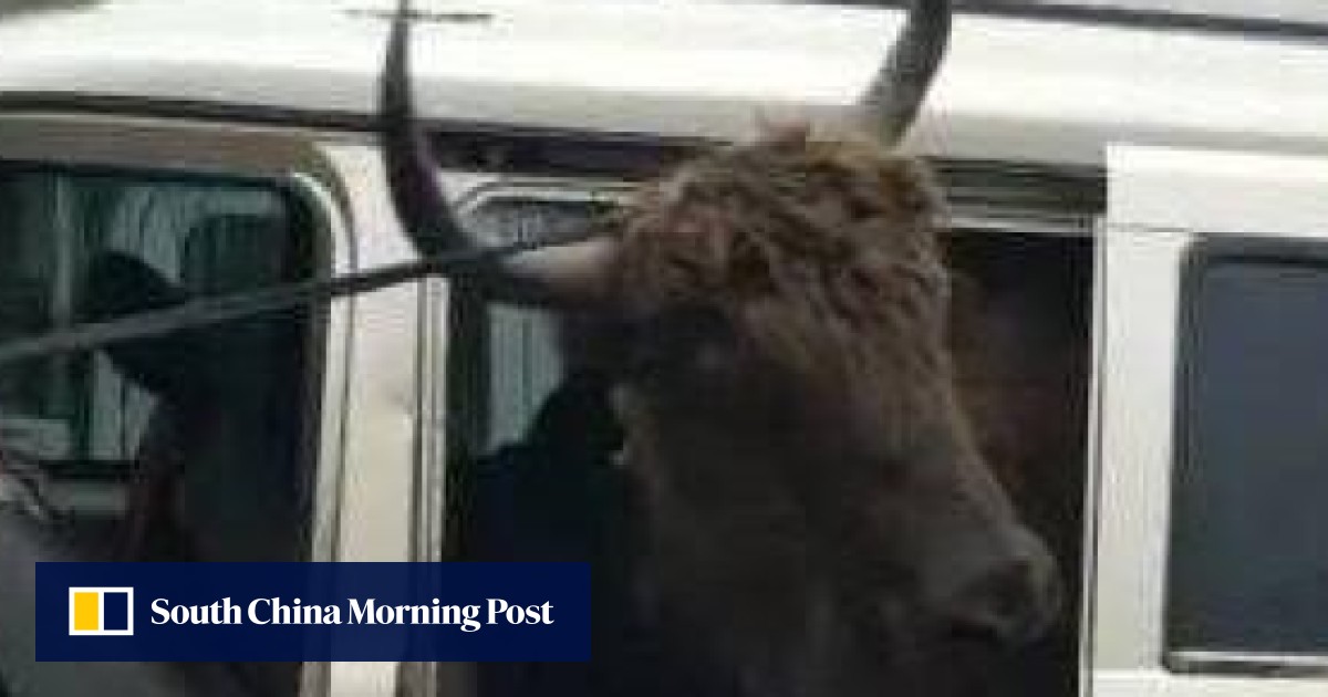 How do you fit a yak in a van? Chinese yak-nappers show the way | South ...