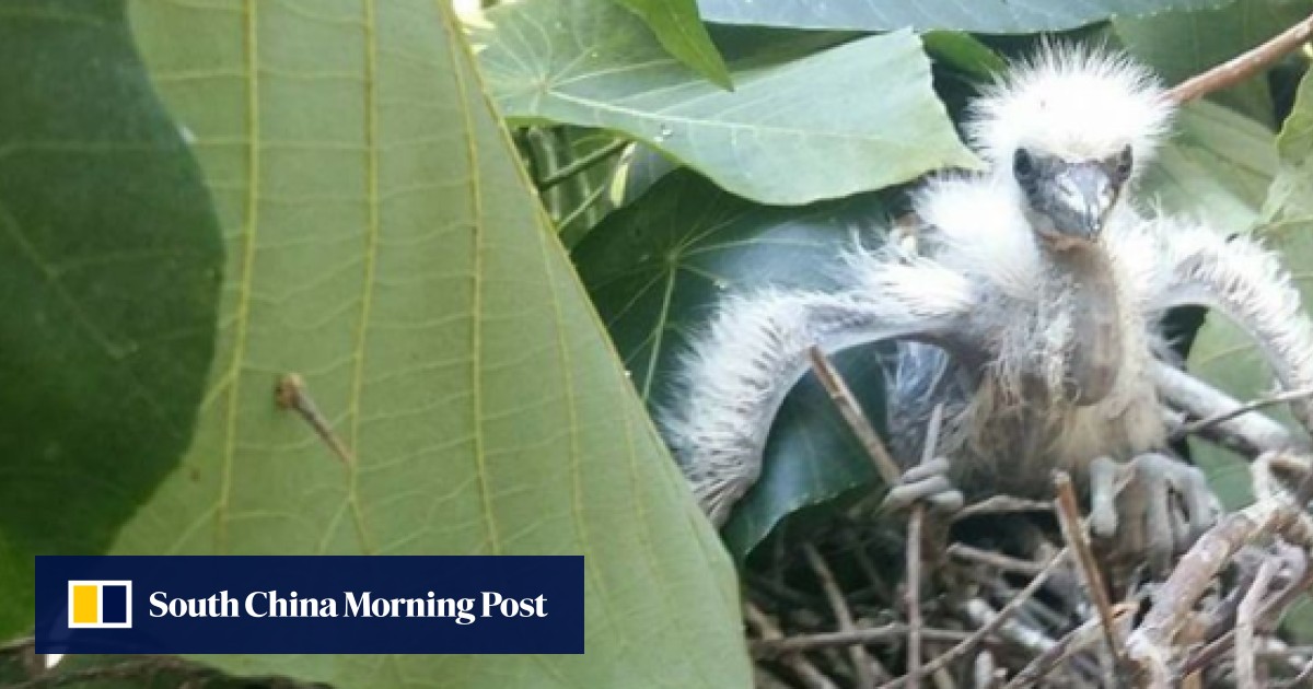 Hatchlings killed during tree pruning session at prime Hong Kong bird ...