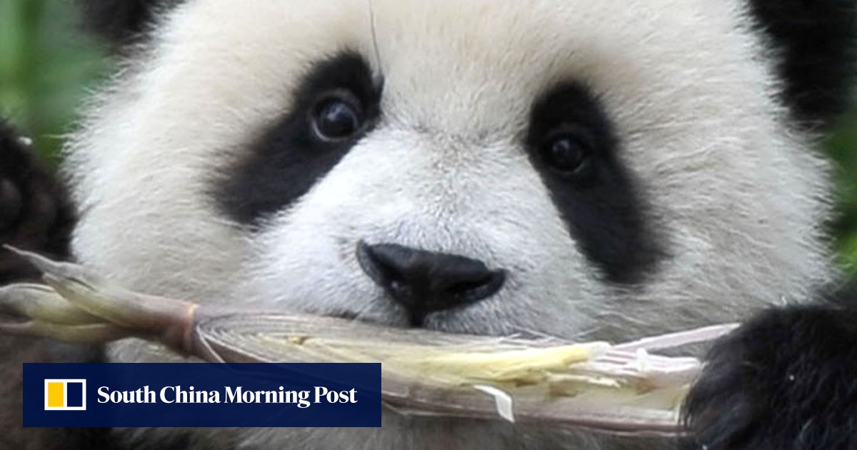 China to build world’s first panda-themed tourist route | South China ...