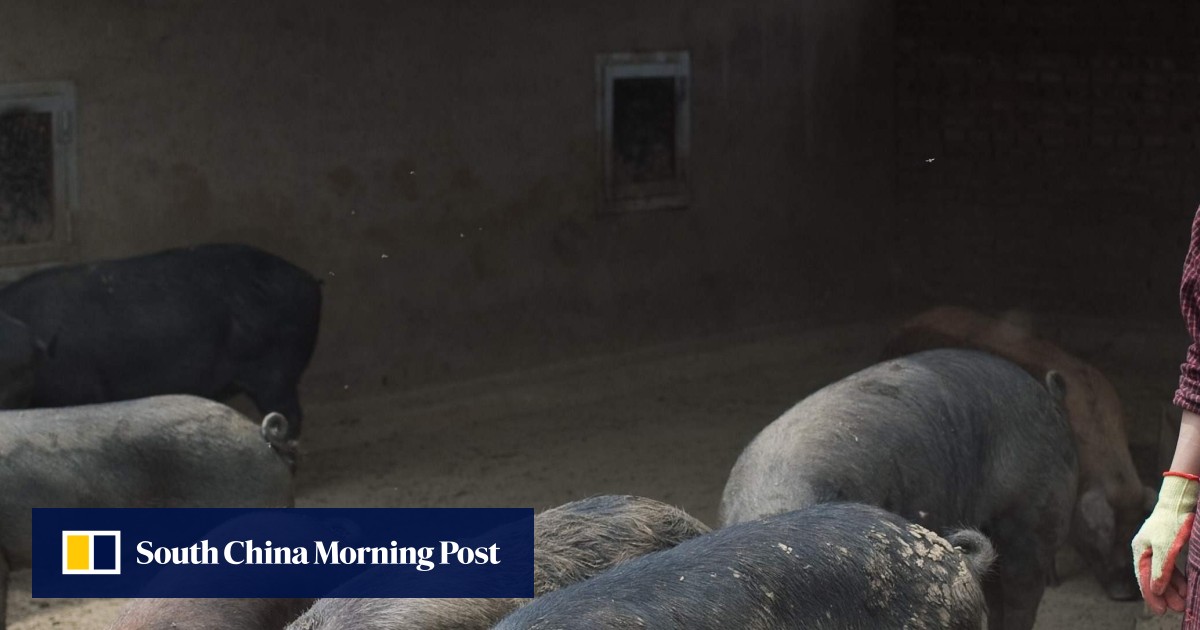 China’s 'backyard' pig farmers squeezed as sector scales up | South ...