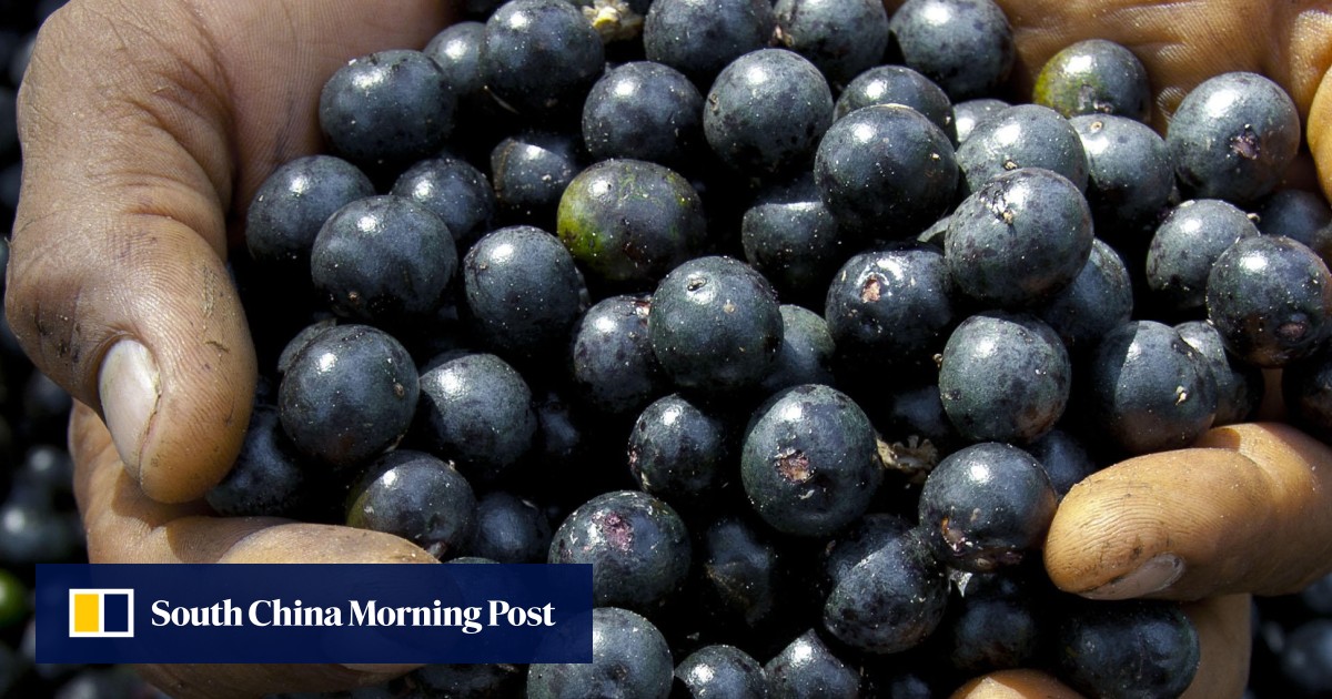 Why acai berries probably won’t boost your sex drive or protect you ...