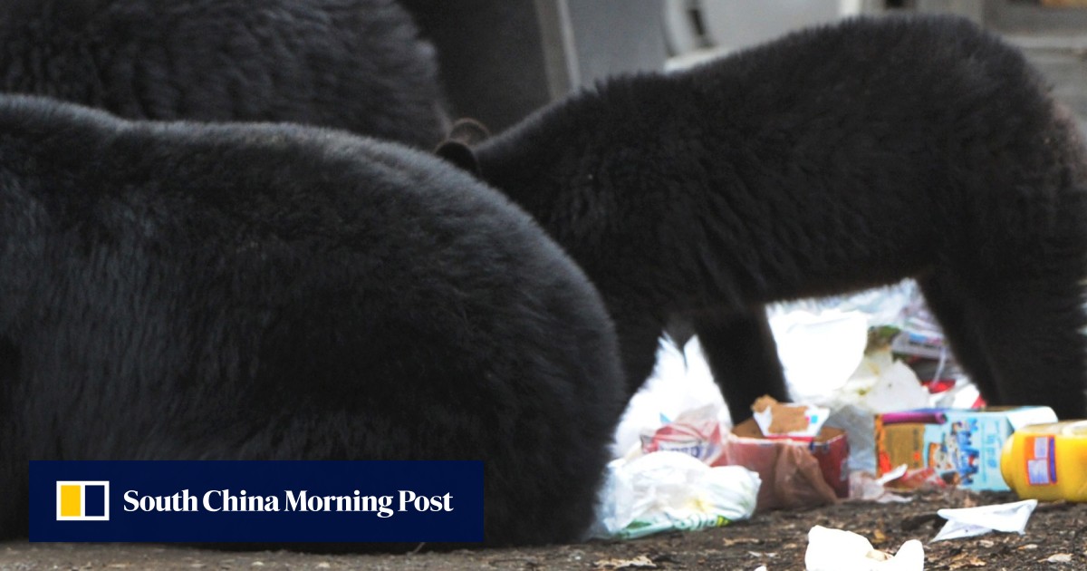 ‘The odour lingered for hours’: Alaskan boy recalls moment black bear ...