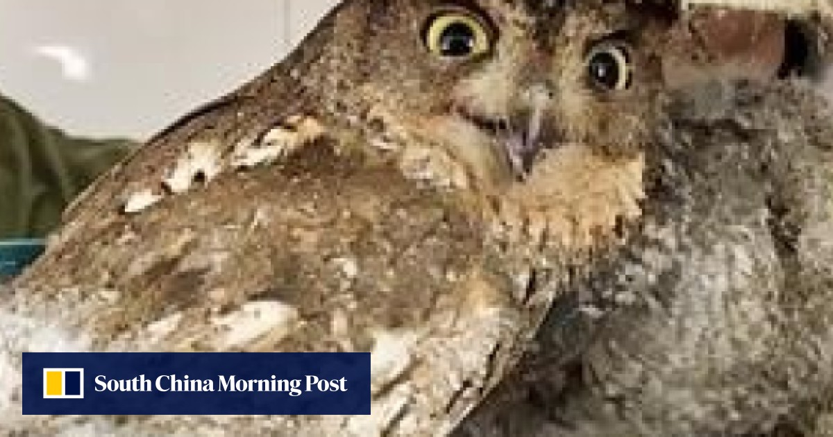 Chinese woman finds family of owls nesting inside her range hood ...