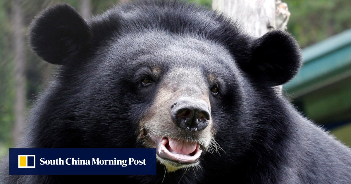 Vietnam pledges to rescue 1,000 bears in bid to end bile trade | South ...