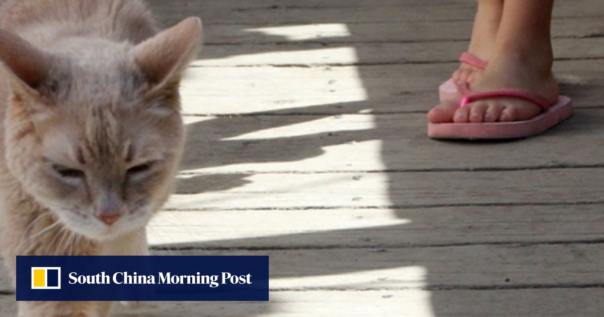 Stubbs the cat, honorary mayor of Alaskan town, dies aged 20 | South ...