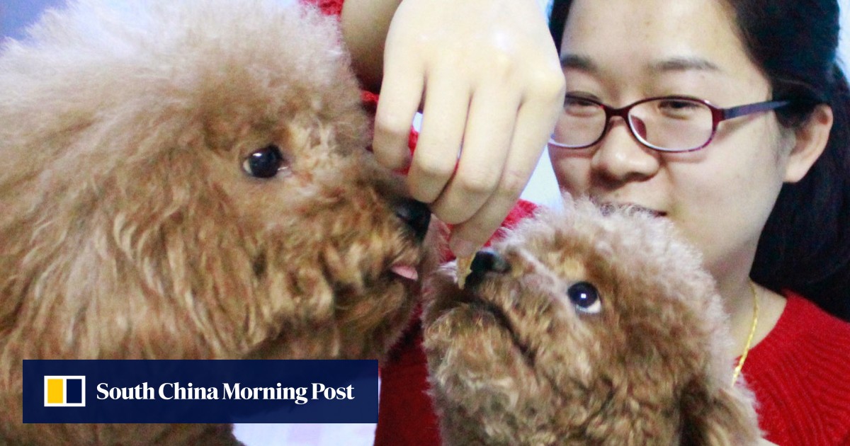 It’s dog eat dog as China declares war on man’s best friend ... and his ...