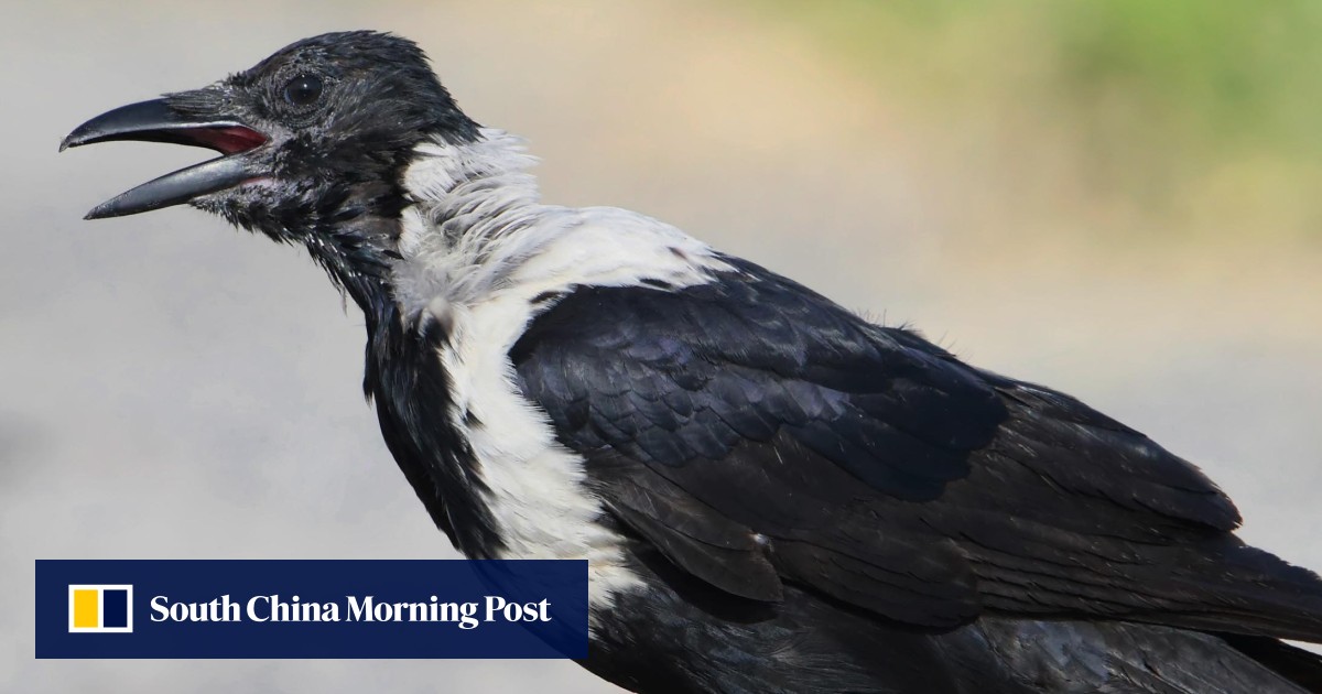 crows in china