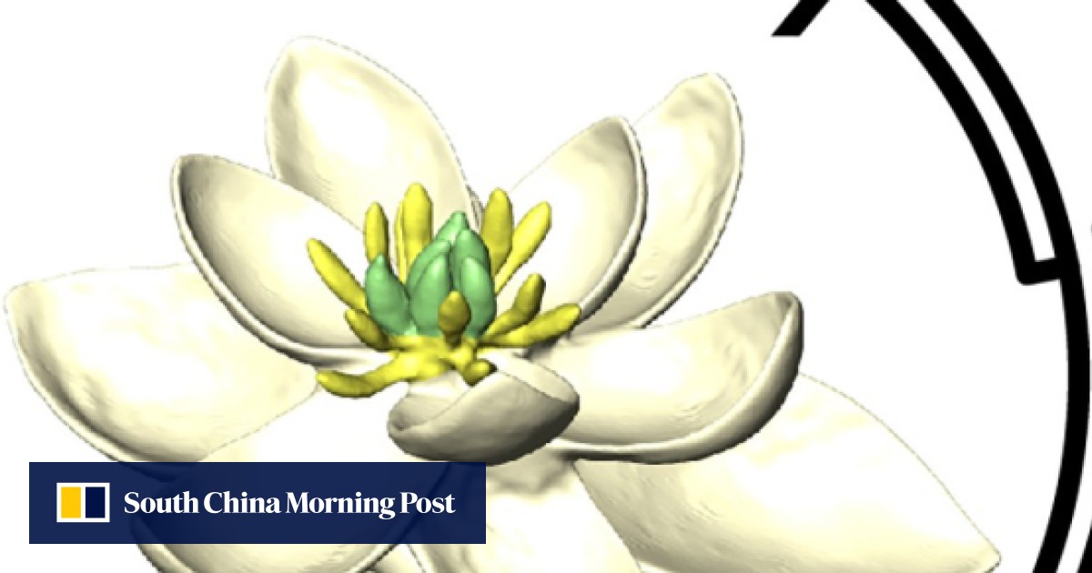 first flowering plants