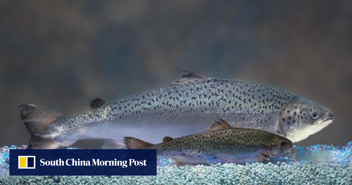 Salmon becomes world’s first genetically-modified animal to enter food ...