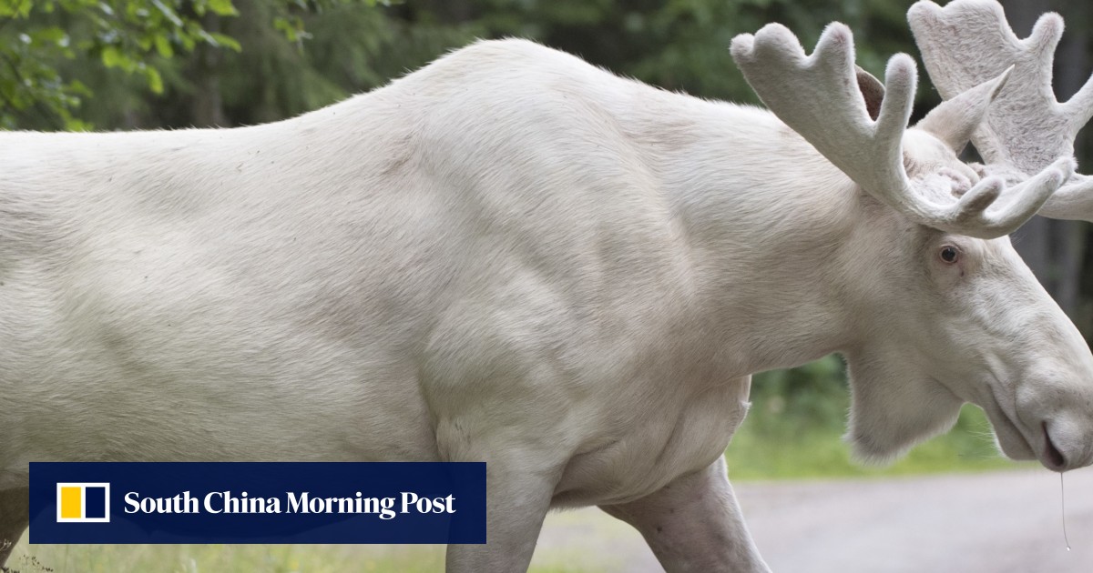 Rarely seen white moose spotted in western Sweden | South China Morning ...