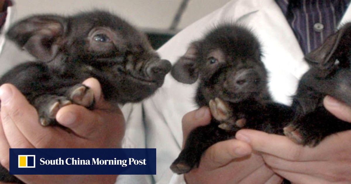 Chinese scientists say they’re close to trials transplanting pig organs ...