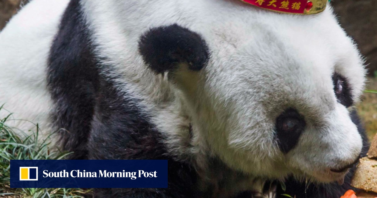 World’s oldest captive giant panda dies aged 37 in China | South China ...