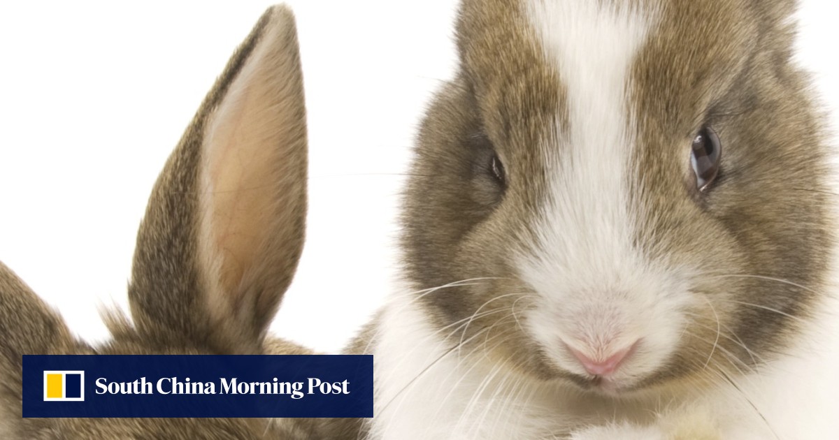 ‘We have been taught they are cute pets’: Venezuela hopes breeding ...