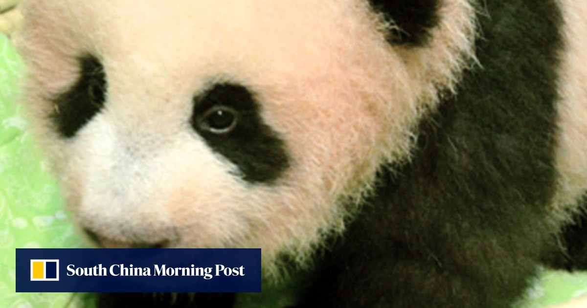 Tokyo governor gives baby panda the fragrant name: Xiang Xiang | South ...