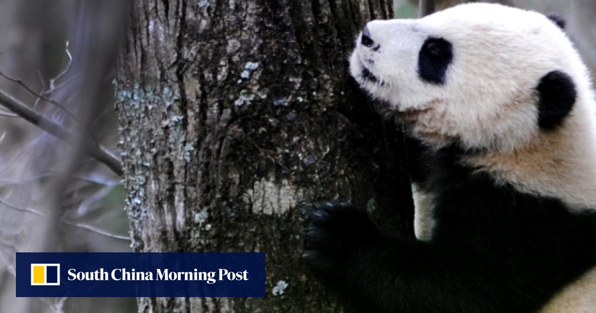 Panda habitat is shrinking and tourists are adding to the problem ...