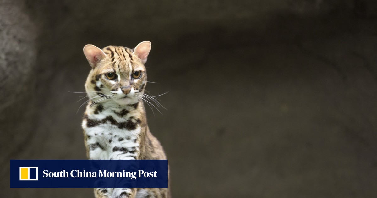 formosan clouded leopard diet