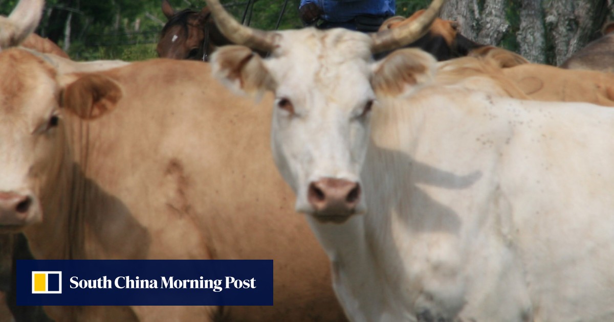 Scientists find that belching cows could solve a key mystery about ...