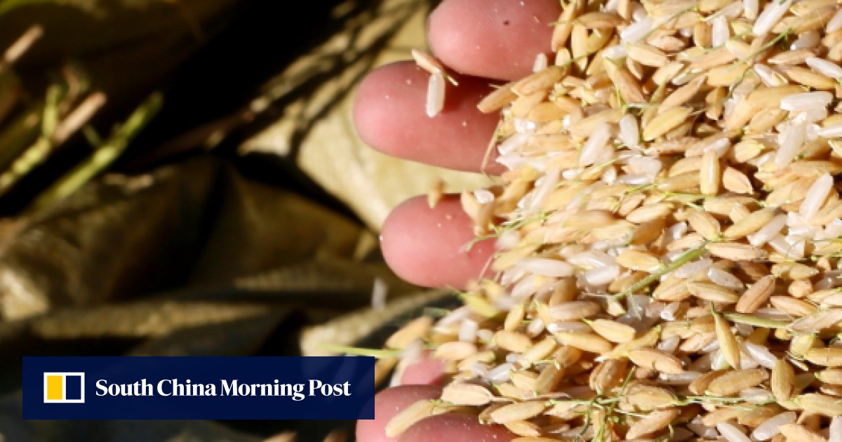 Chinese scientists put rice grown in seawater on the nation’s tables ...