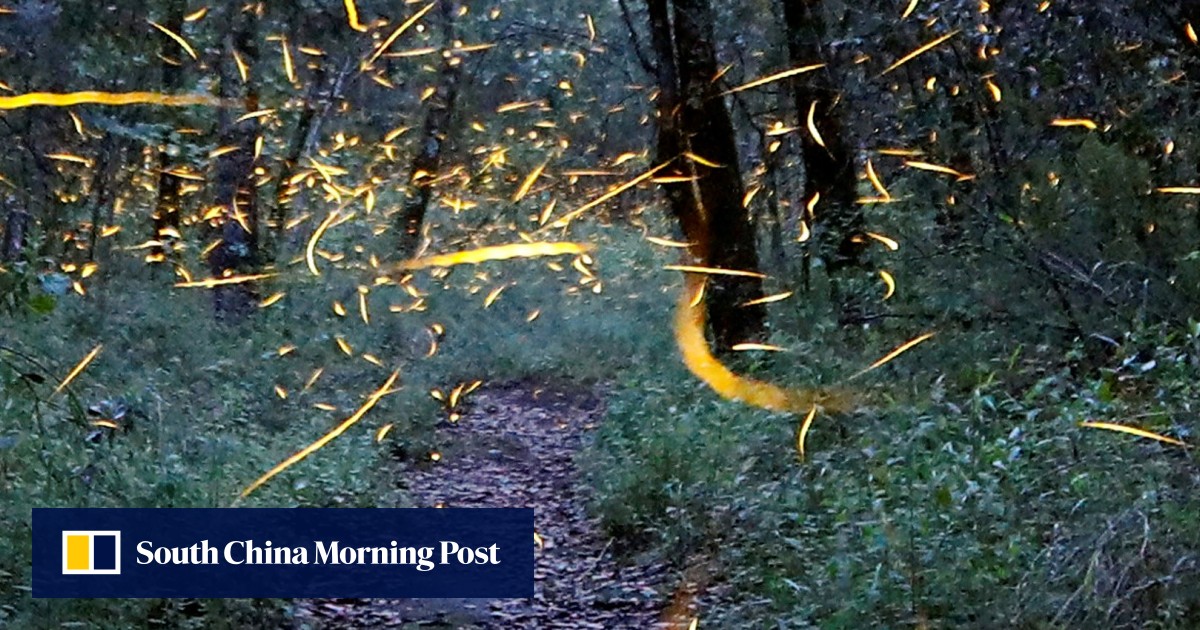 How fireflies were brought back from the brink in urban Taipei | South ...