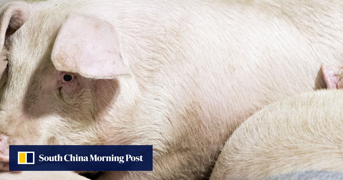 Smithfield Foods to sell US pork online on China’s JD.com | South China ...