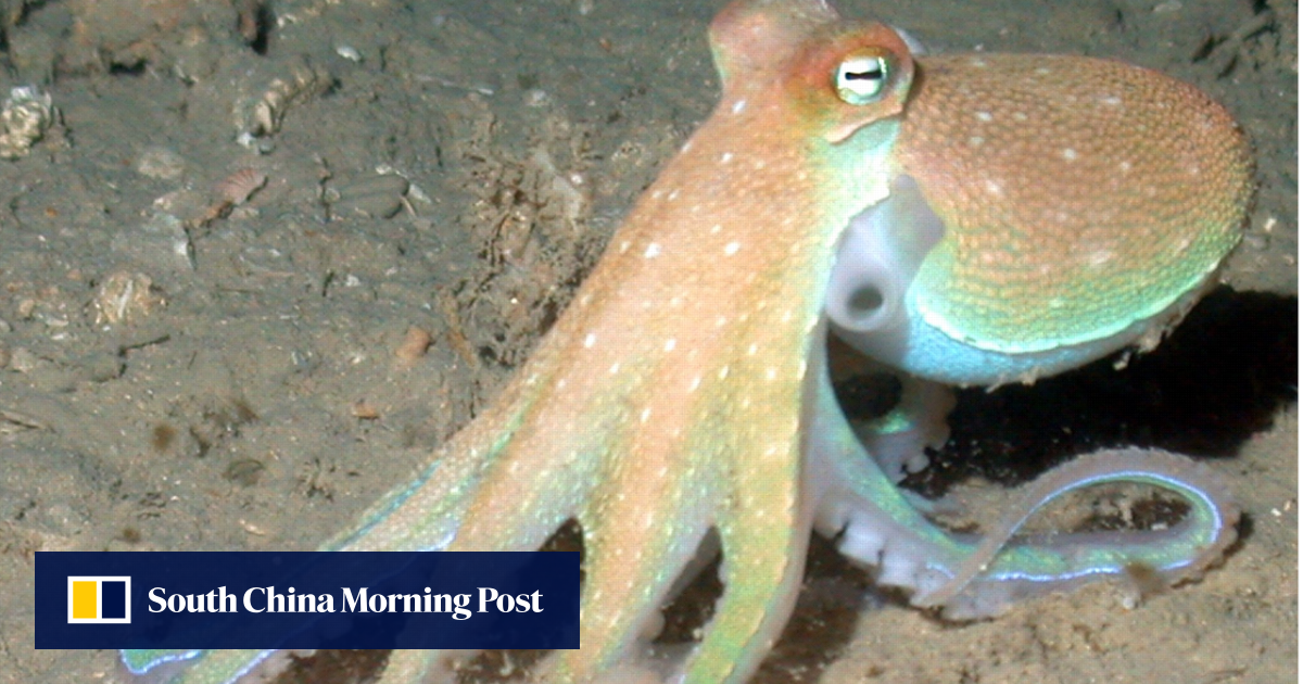 Octopuses are slithering out of the water onto beaches in Wales, and ...